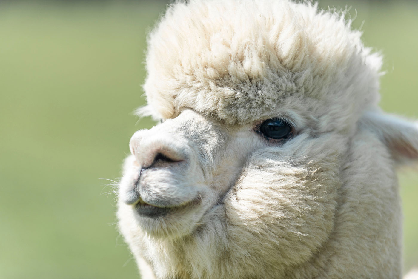 British Alpaca Society