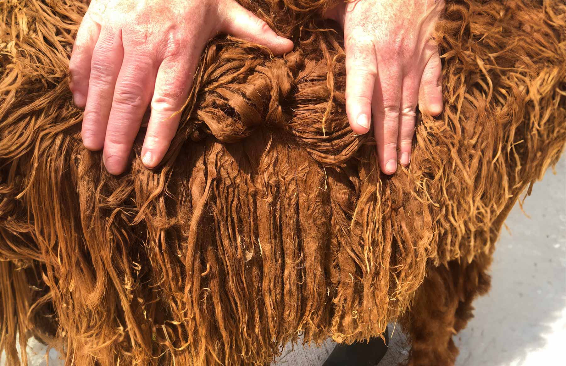 About Alpacas - British Alpaca Society