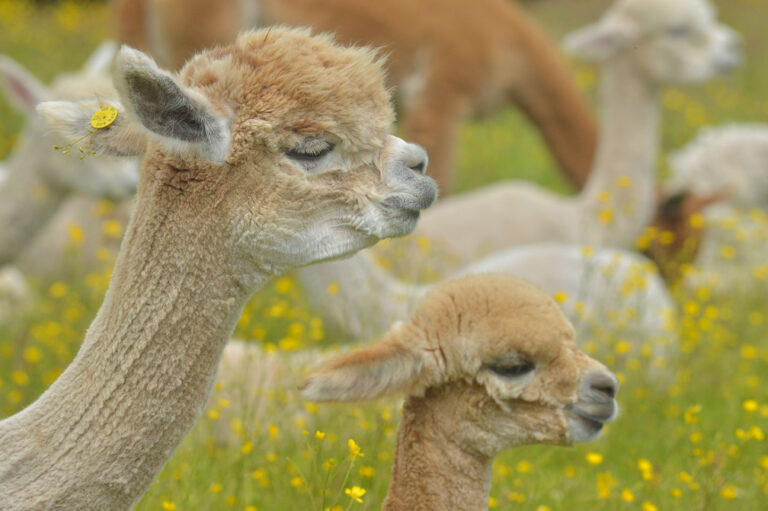 British Alpaca Society