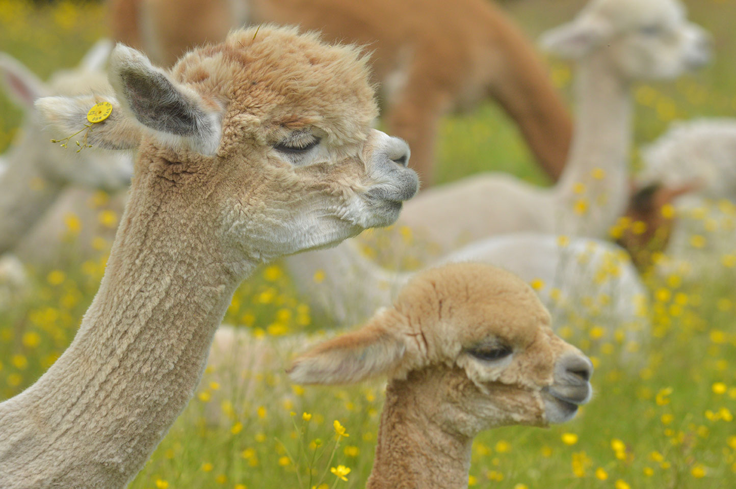 British Alpaca Society