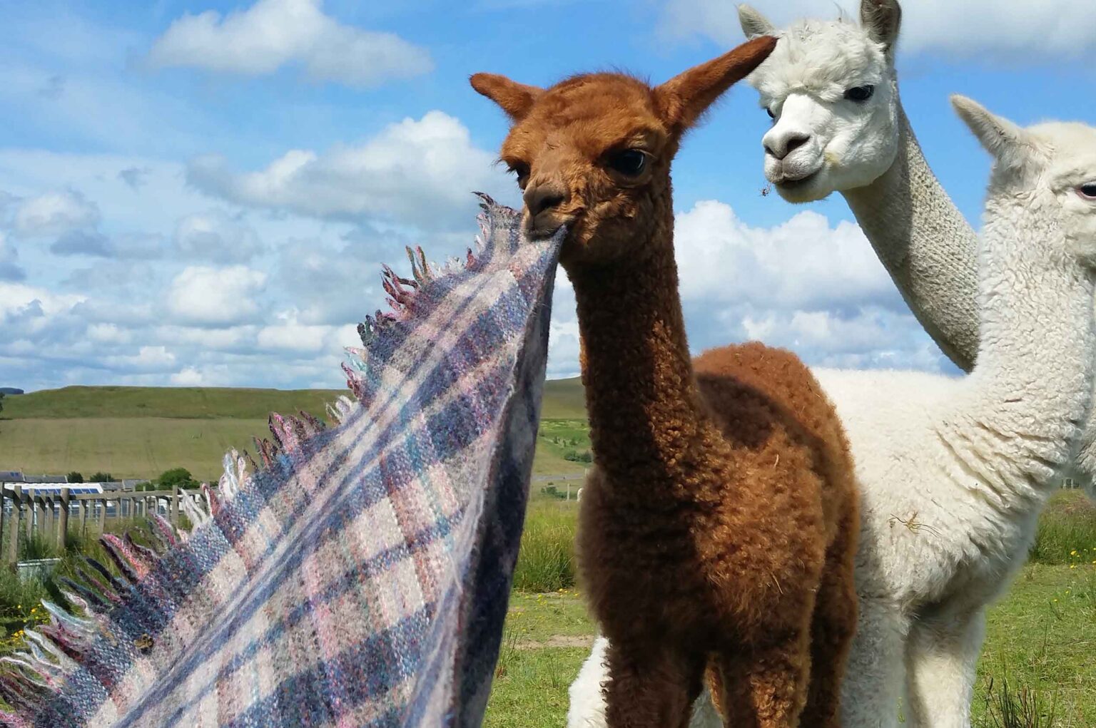 British Alpaca Society