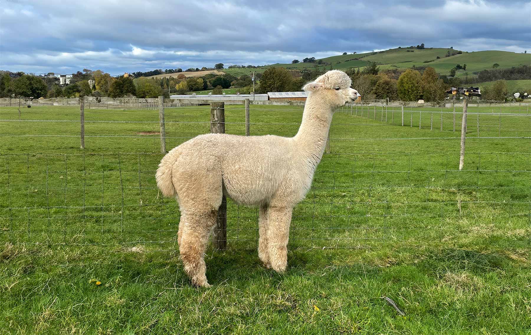 About Alpacas - British Alpaca Society