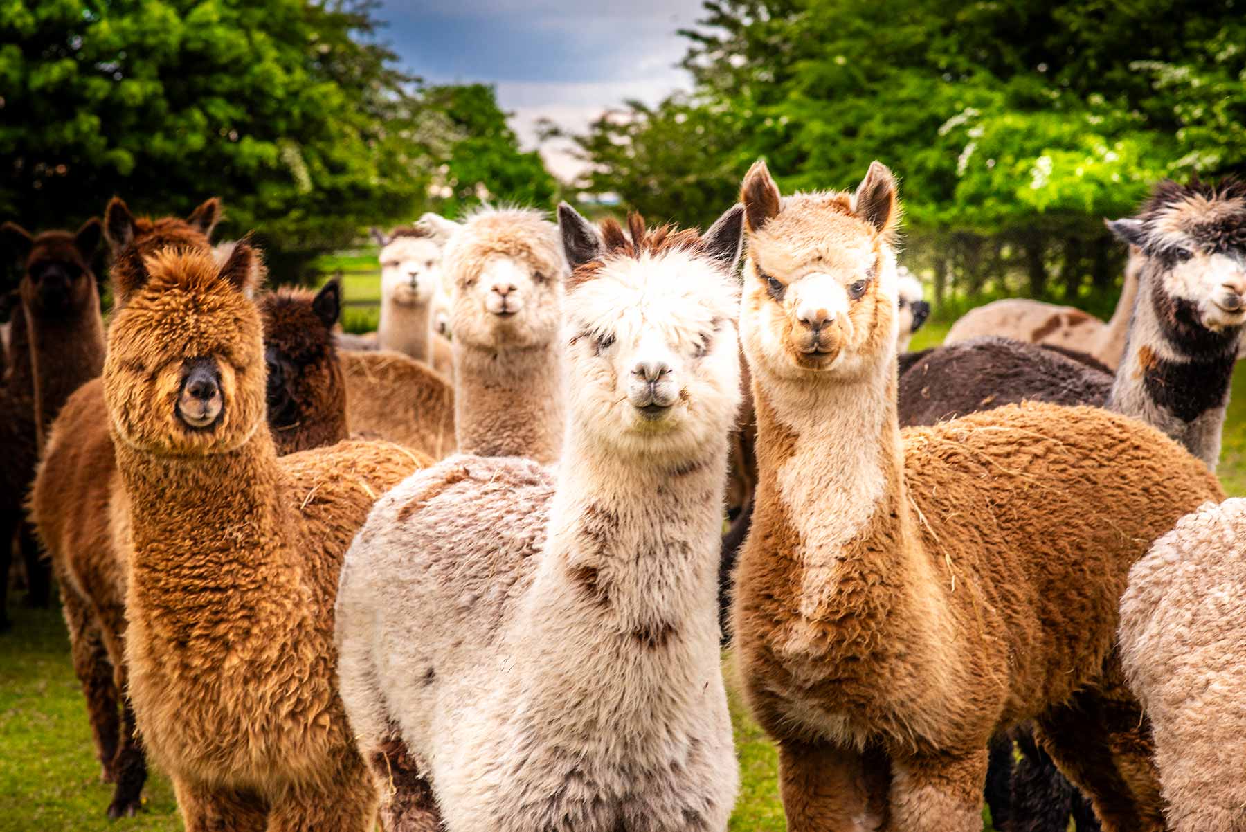 About Us - British Alpaca Society
