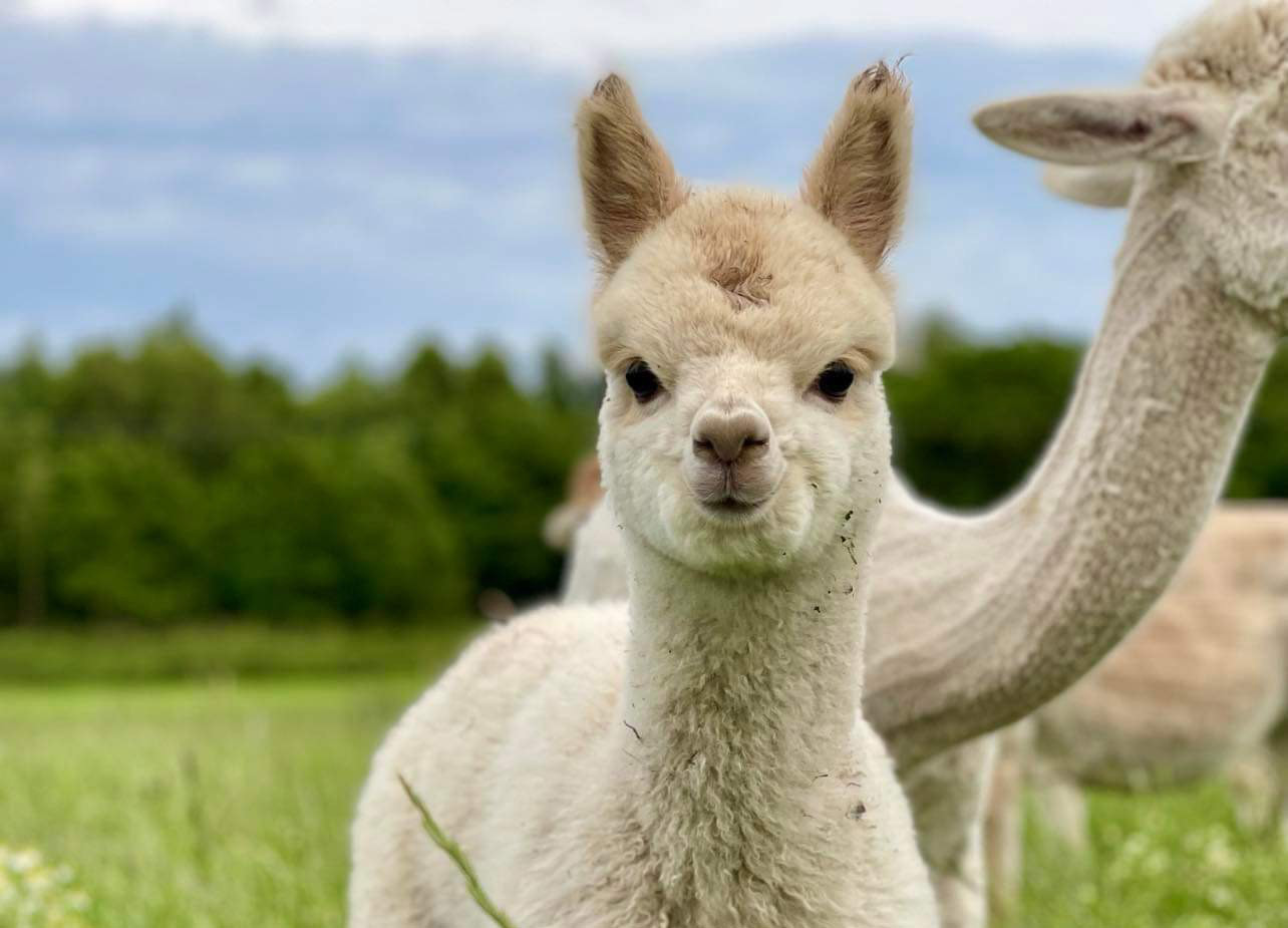 About Alpacas - British Alpaca Society
