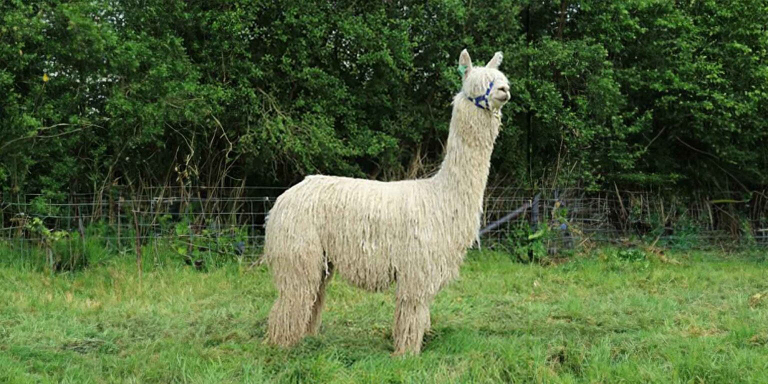 About Alpacas - British Alpaca Society