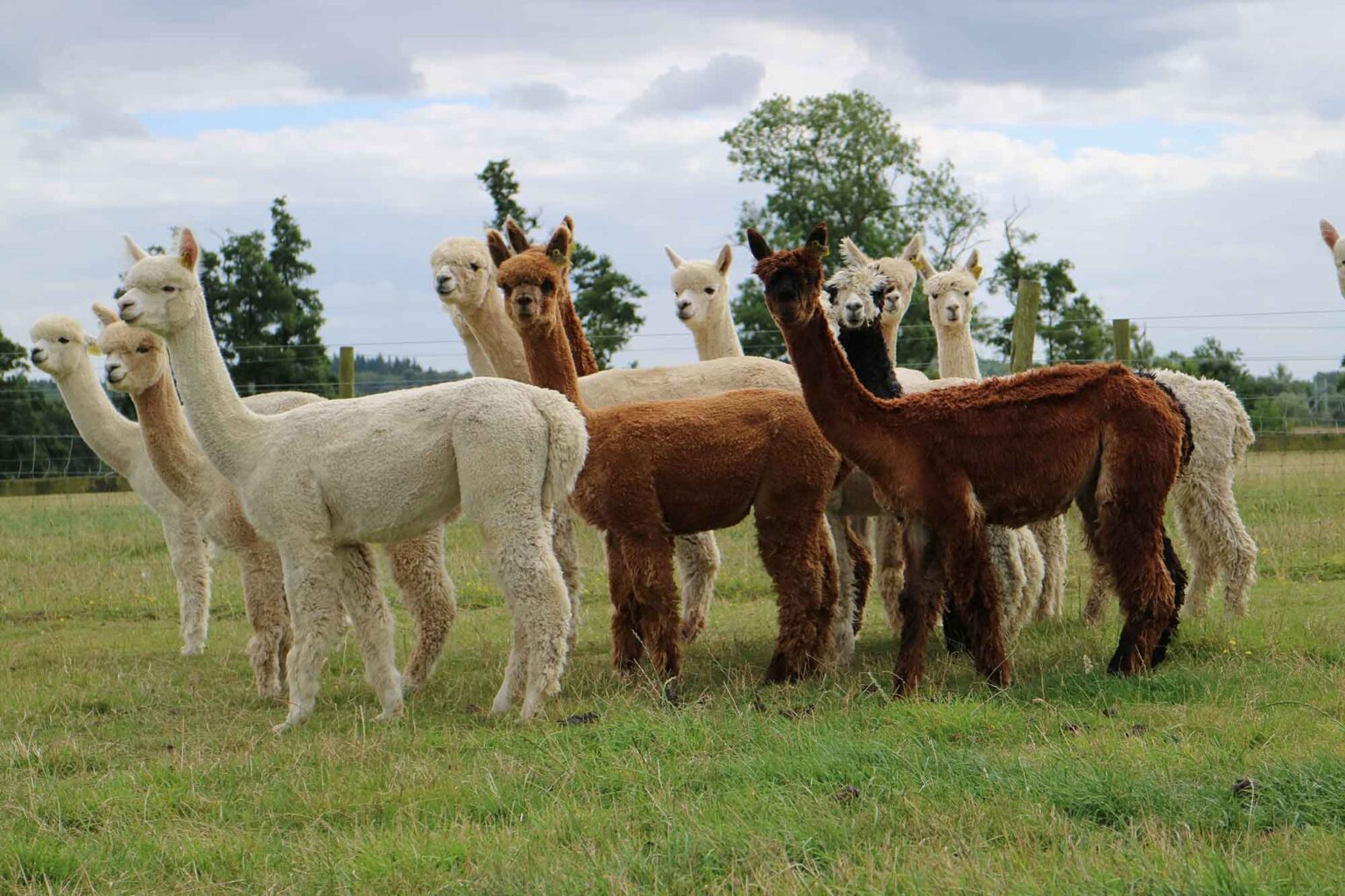 Reproduction - British Alpaca Society