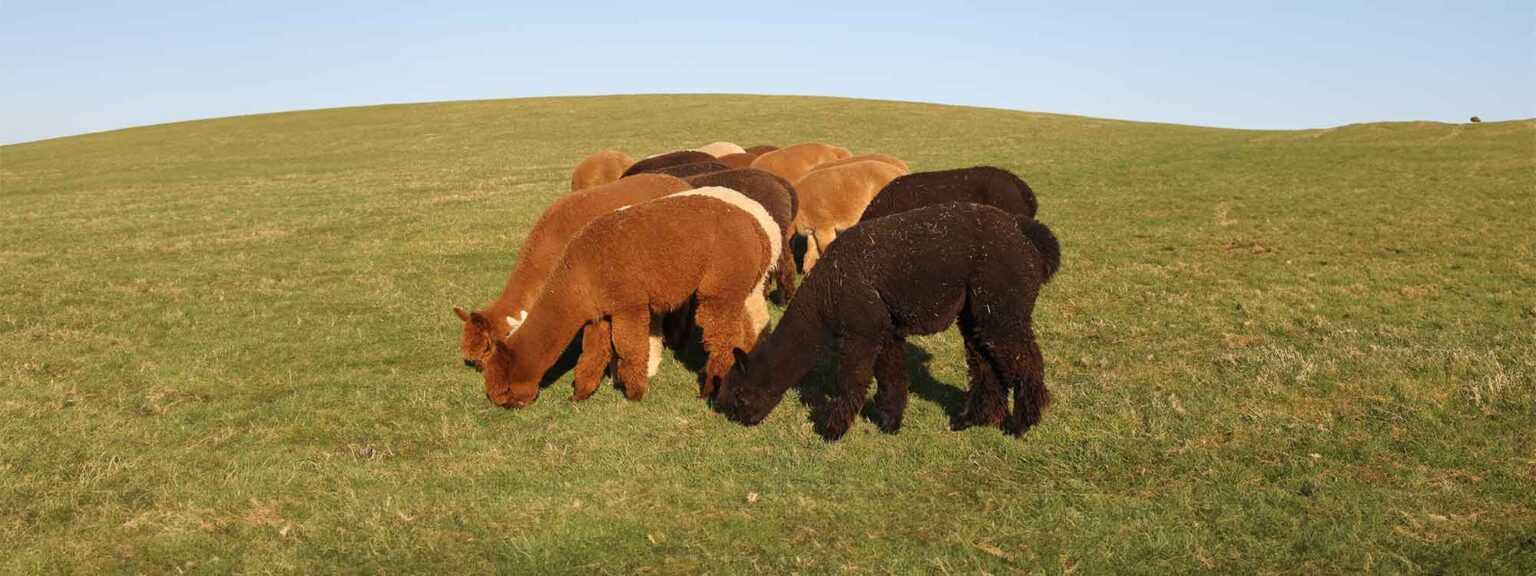 The Board - British Alpaca Society
