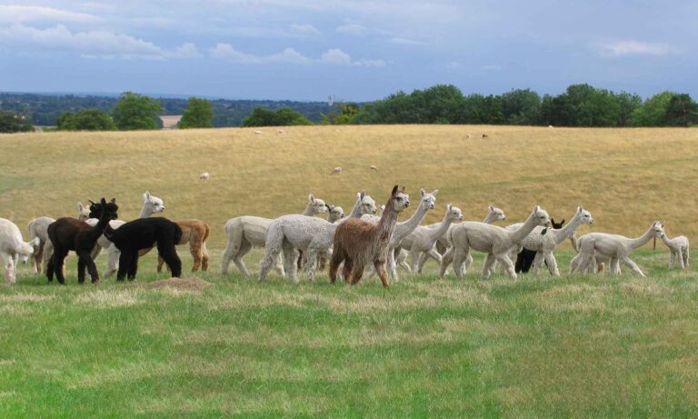 Buying & Selling Alpacas - British Alpaca Society