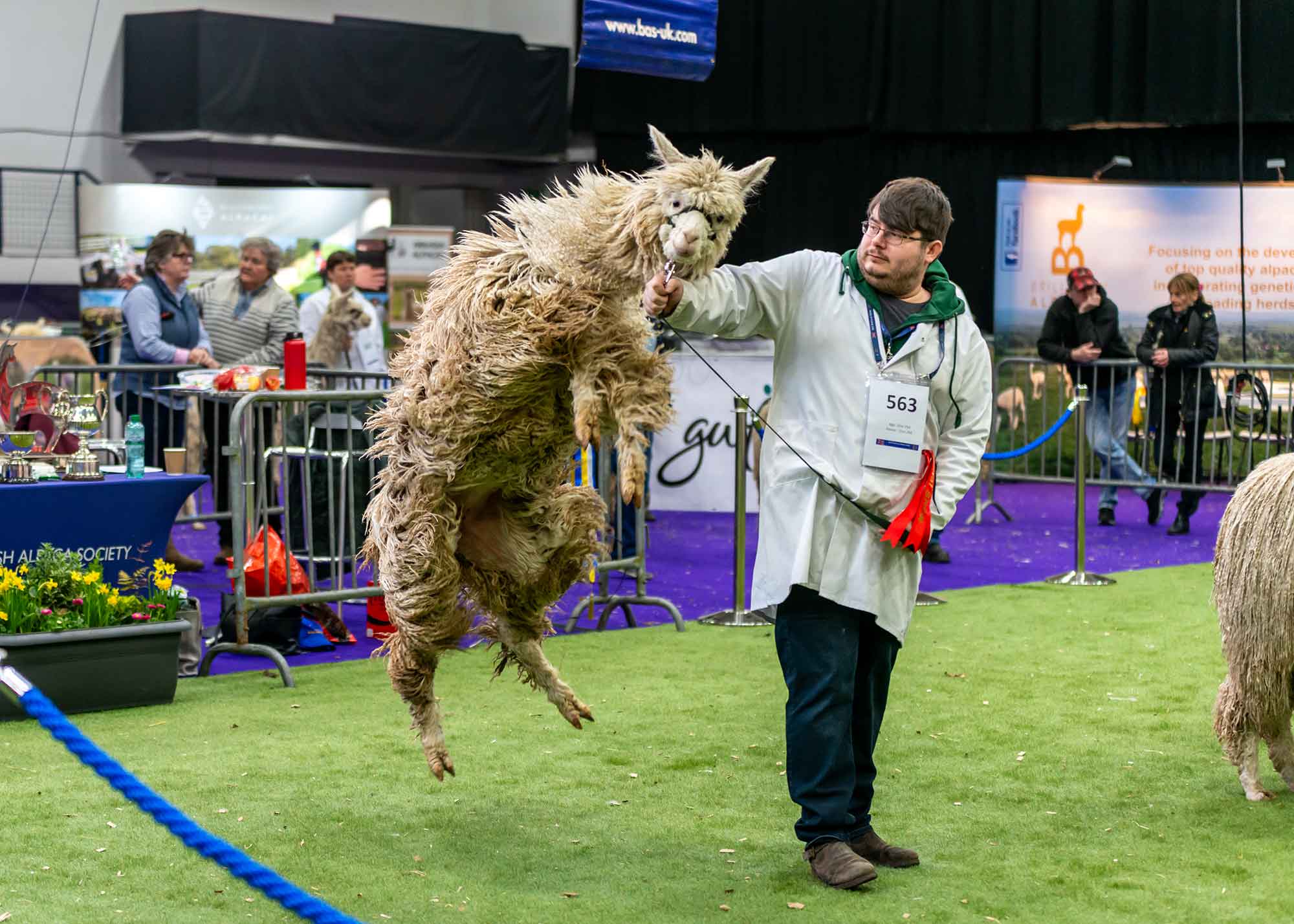 BAS National Show - British Alpaca Society