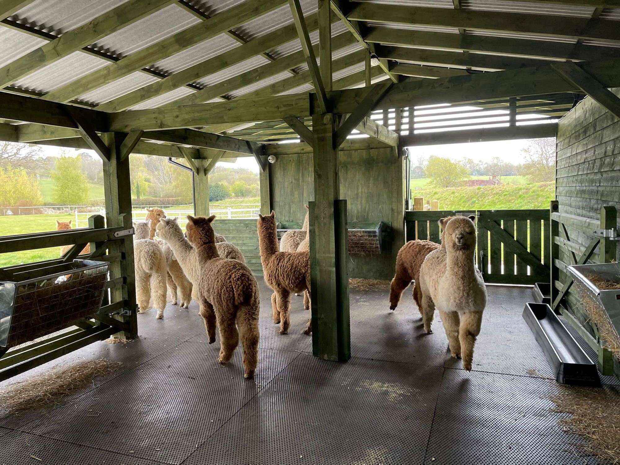 Accommodation - British Alpaca Society