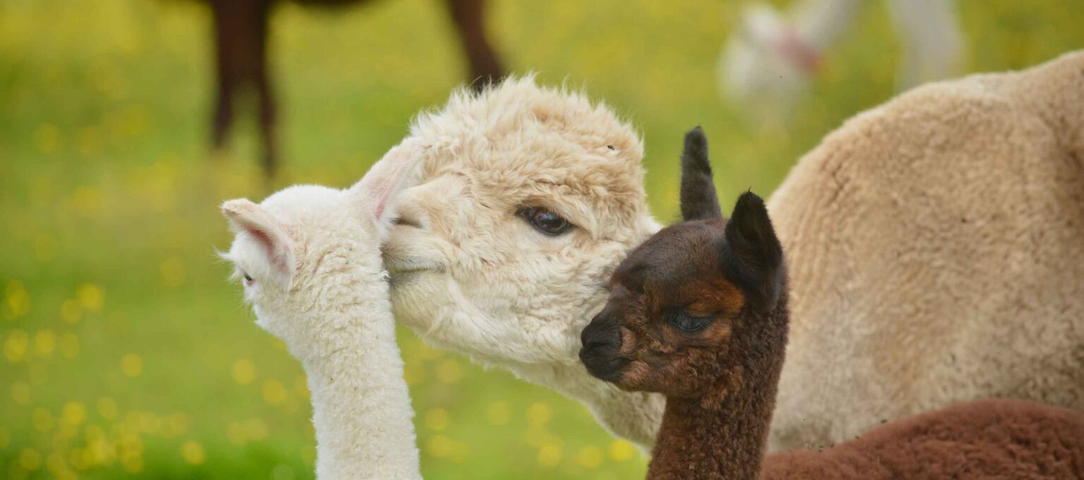 Illness in alpacas - British Alpaca Society