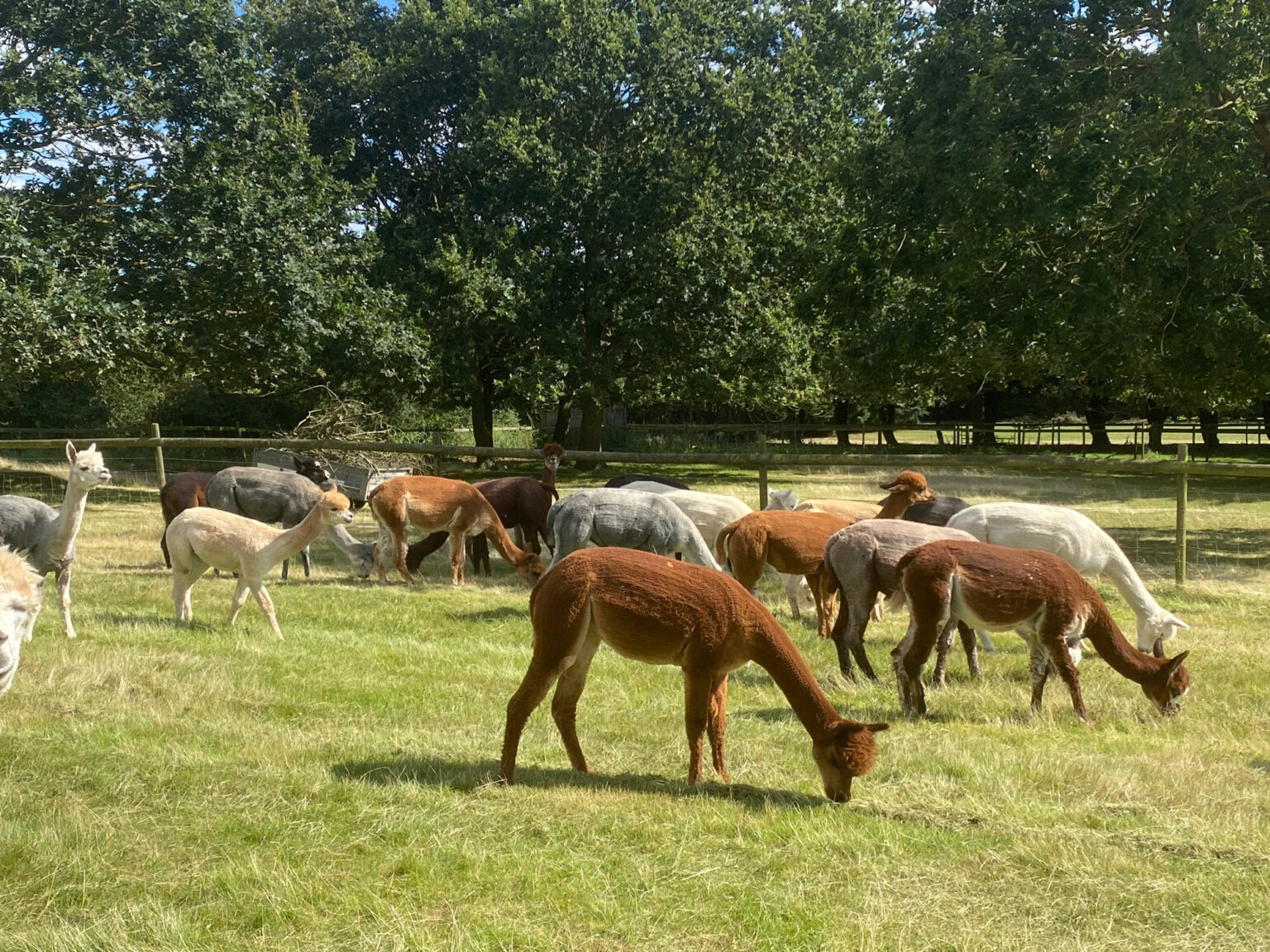 About Alpacas - British Alpaca Society