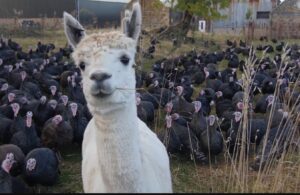 Why Keep Alpacas? - British Alpaca Society