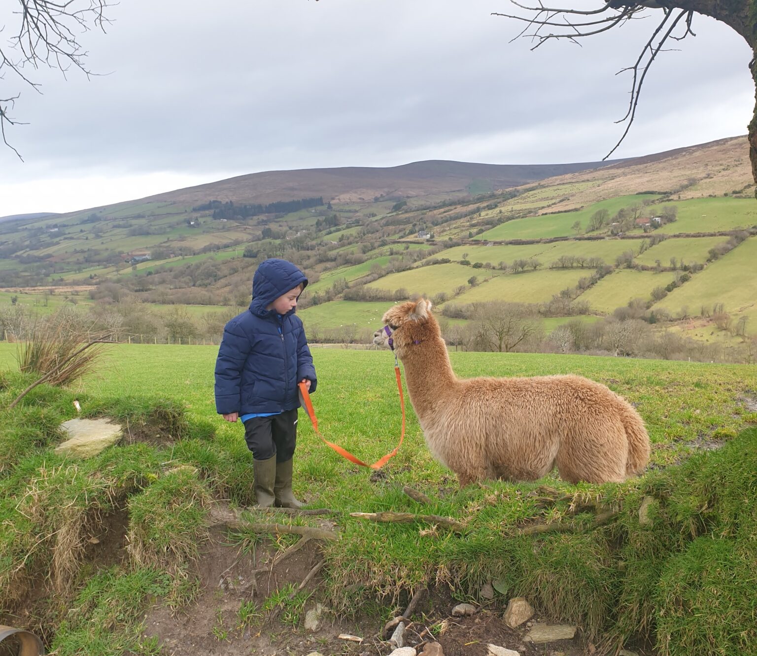 About Alpacas - British Alpaca Society