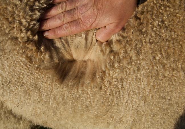 02 Bozedown Finishing Touch- Opens Mon 2nd Feb - British Alpaca Society