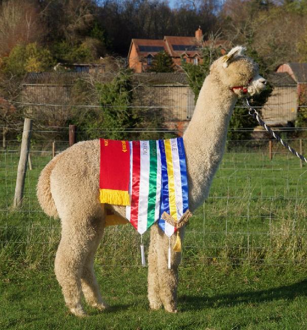 02 Bozedown Finishing Touch- Opens Mon 2nd Feb - British Alpaca Society