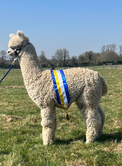 02 Bozedown Finishing Touch- Opens Mon 2nd Feb - British Alpaca Society